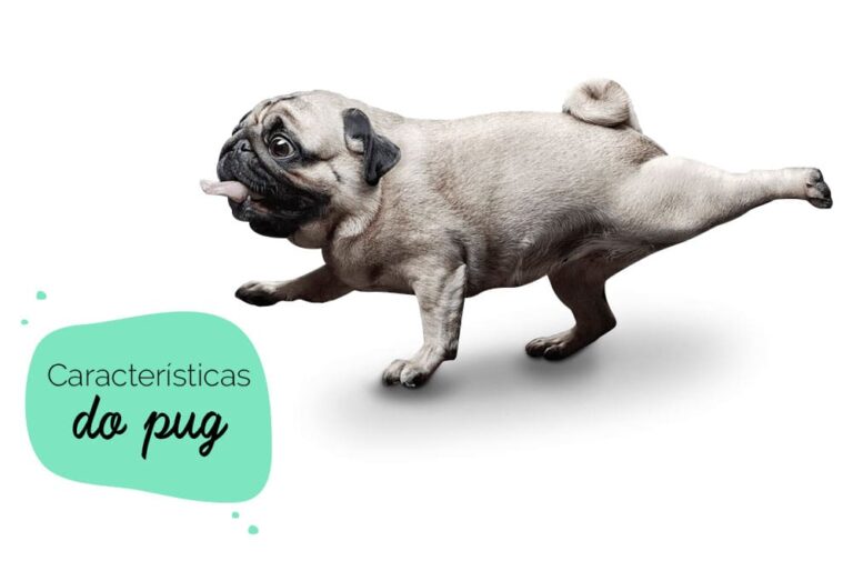 Cores de pug: conheça as variações de cor desta raça - Tudo Sobre Pug